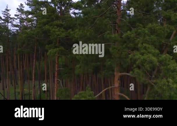 Drone slowly descending from treetop level down through dense pine ...