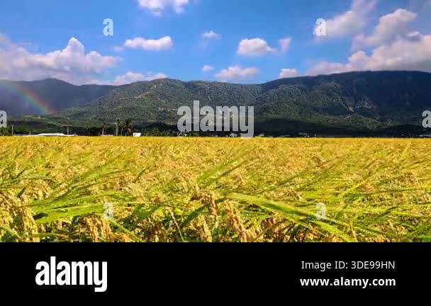 The golden rice is blown by the strong wind and ripples. The ...