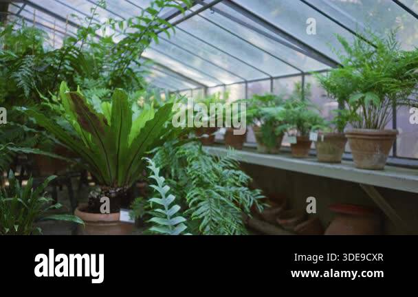 Greenhouse interior with defocused potted ferns and glass roof in soft ...