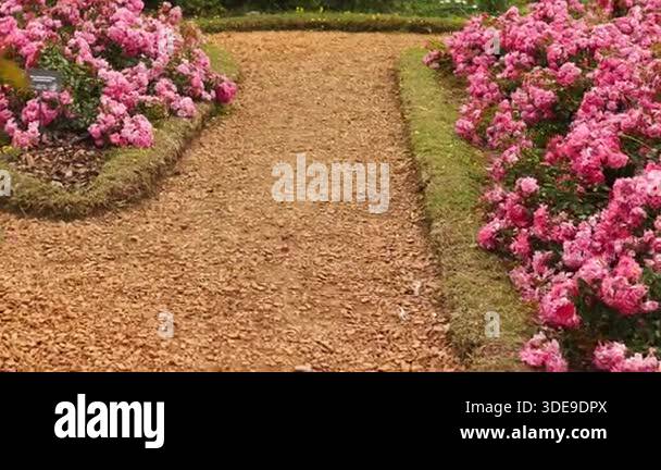 Iconic rose garden Stock Videos & Footage - HD and 4K Video Clips - Alamy