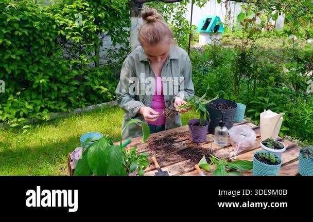 A woman is replanting potted flowers in a lush garden. Her focus is on ...