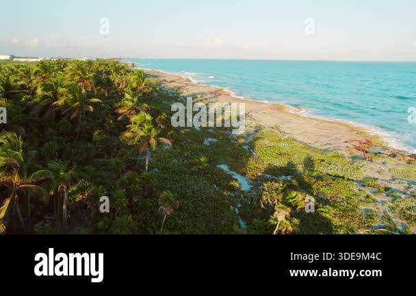 Tropical palms growing along rocky Yucatan coastline near turquoise sea ...
