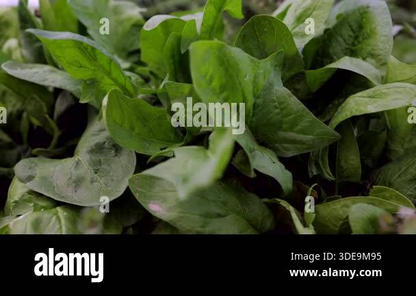 Close-up image of lush, vibrant green spinach leaves growing in a ...