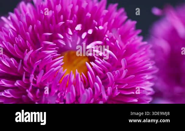 Pink aster flowers sway in a looping 3D animation, surrounded by gently ...