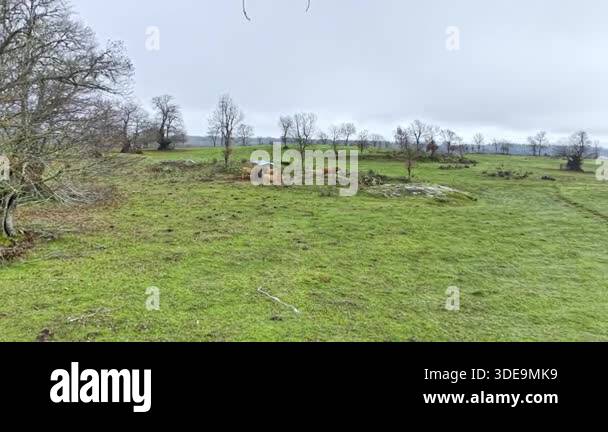 Group of brown cows standing and grazing on a green pasture in rural ...
