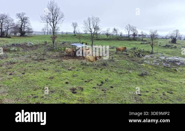 Group of brown cows standing and grazing on a green pasture in rural ...