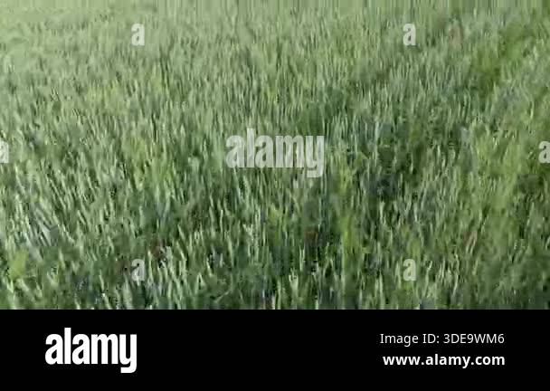 Close aerial view of a dense green grain field with uniform crop heads ...