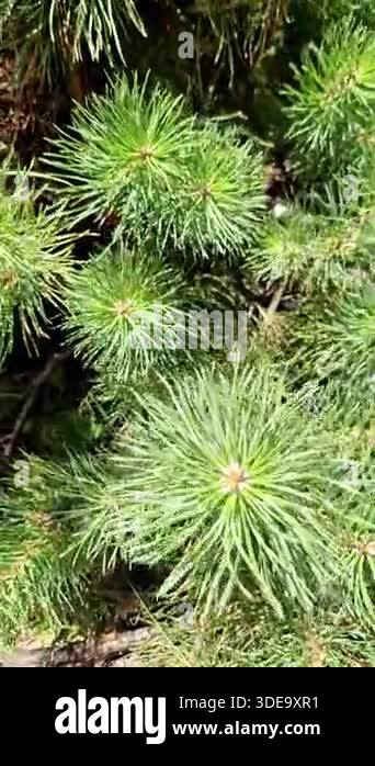 Detailed close-up view of green pine needles on a coniferous tree ...
