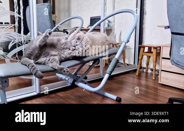 Two British Shorthair cats play together on an ab crunch machine. A ...