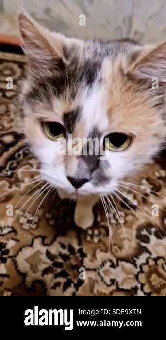 High-angle close-up shot of a fluffy tricolor calico cat looking up ...