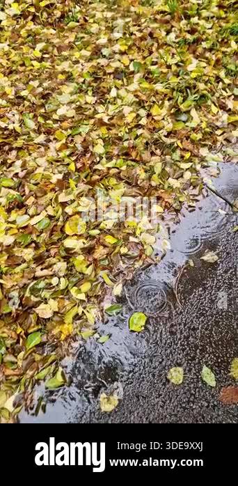 Vertical, raindrops fall into a puddle on an asphalt path, creating ...
