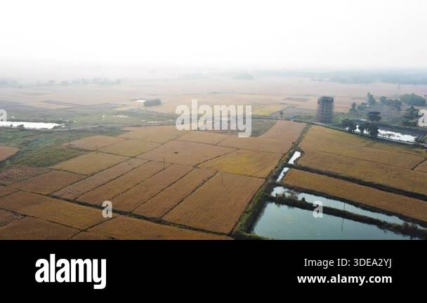 Aerial view of indian farmland and trees with lots of fogg. Indian air ...