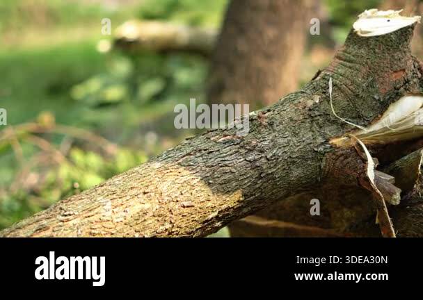 Wood cutting with axe in a indian forest by tribal people. Cutting a ...