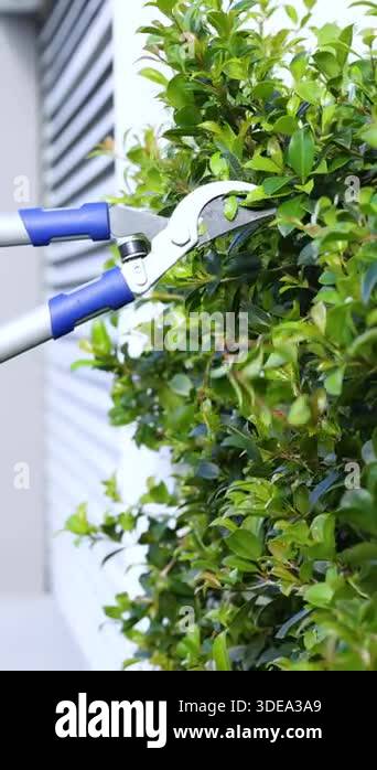 A gardener uses secateurs to trim lush green bushes in a bright outdoor ...