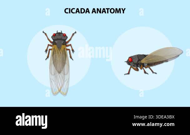 Illustration of cicada body parts and structure Stock Video Footage - Alamy