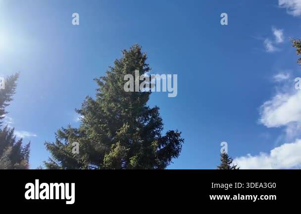 Autumn view of Konyarnika area at Vitosha Mountain, Sofia City Region ...