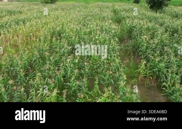 Aerial view of a Maize Plantation Agriculture Harvest Land, corn field ...
