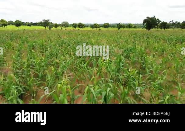Aerial view of a Maize Plantation Agriculture Harvest Land, corn field ...