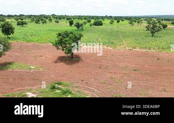 Aerial view of a Maize Plantation Agriculture Harvest Land, corn field ...