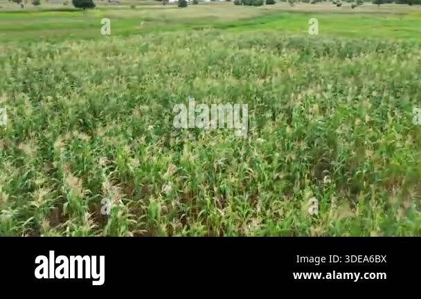 Aerial view of a Maize Plantation Agriculture Harvest Land, corn field ...