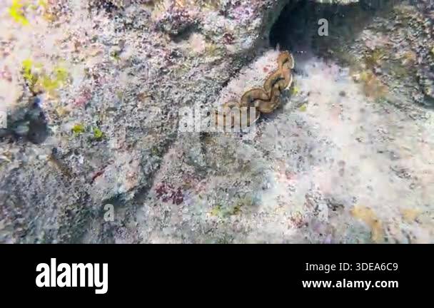 A fluted giant clam rests on a rocky surface underwater, showcasing its ...