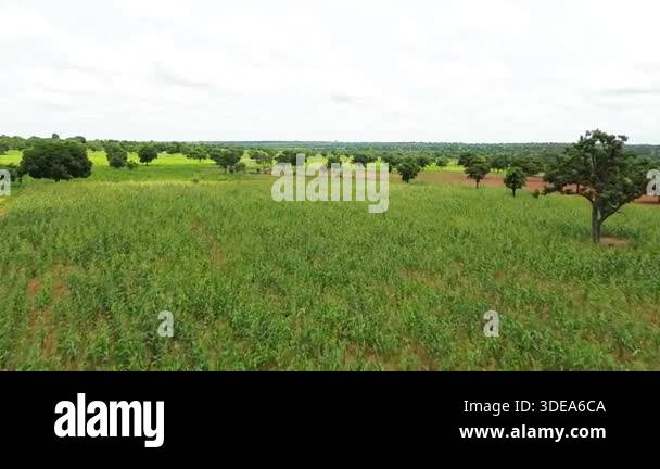 Aerial view of a Maize Plantation Agriculture Harvest Land, corn field ...