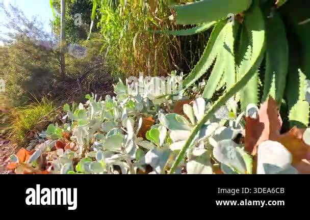 Lush cactus and succulent plants thriving in sunny outdoor garden Stock ...