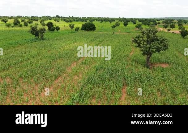 Aerial view of a Maize Plantation Agriculture Harvest Land, corn field ...