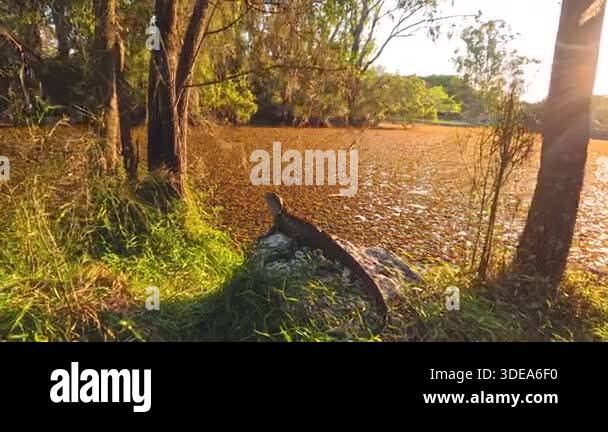 Lizard basking on rock near sunlit pond Stock Video Footage - Alamy