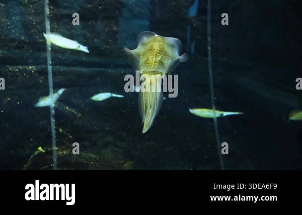 Squid moving gracefully among shoal of fish Stock Video Footage - Alamy