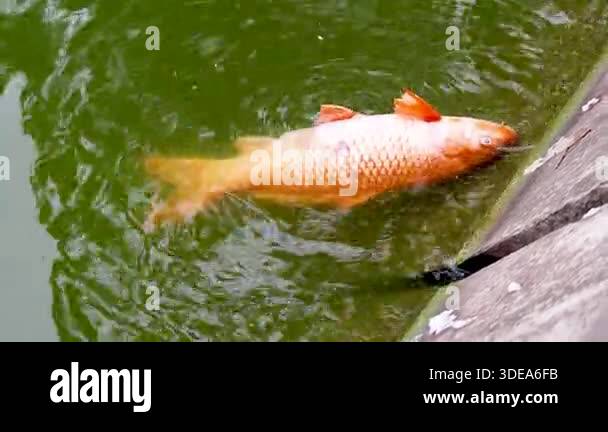 A fish floats lifelessly in green water Stock Video Footage - Alamy