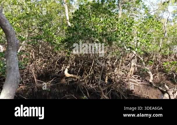 A serene view of lush mangrove trees Stock Video Footage - Alamy