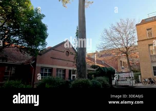 Tree between buildings at Melbourne University Stock Video Footage - Alamy