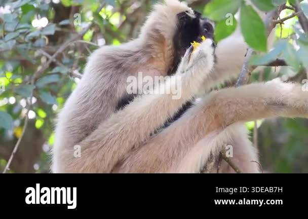 Gibbon enjoying food in a tree Stock Video Footage - Alamy