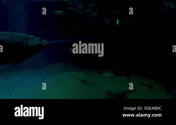 Large fish swimming in a dimly lit tank Stock Video Footage - Alamy