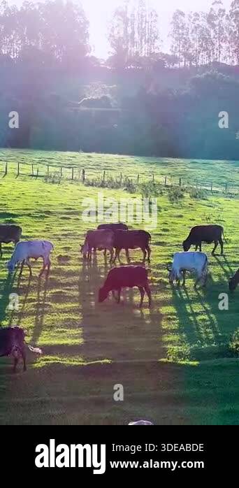 Cows in Field. Cows Grazing. Sunset in farming landscape at countryside ...