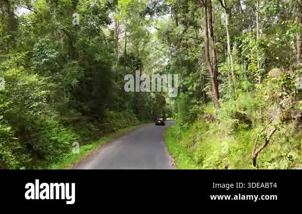 A car travels along a winding forest road in Bellingen, NSW. Sunlight ...