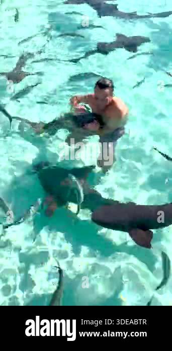 Sharks Diving At Exuma Islands In Black Point Bahamas. Sharks Swimming ...