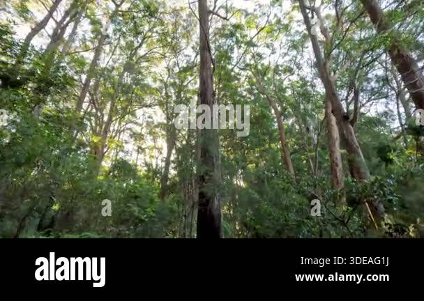 Lush green forest with tall trees Stock Video Footage - Alamy