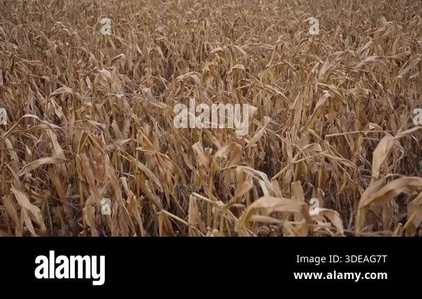 Dry corn plants in agricultural field ready for harvest, autumn rural ...