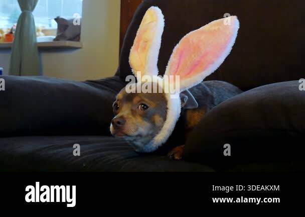 Dog bunny Stock Videos & Footage - HD and 4K Video Clips - Alamy