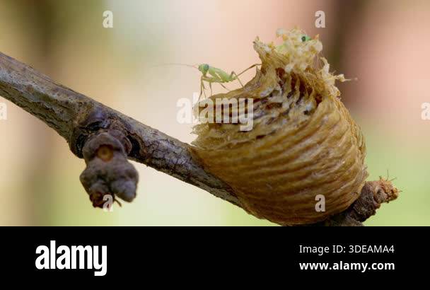 Close-up video of a praying mantis hatching from an egg case on a tree ...