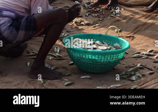 Fishermen collecting fishes in a plastic container while the fish are ...