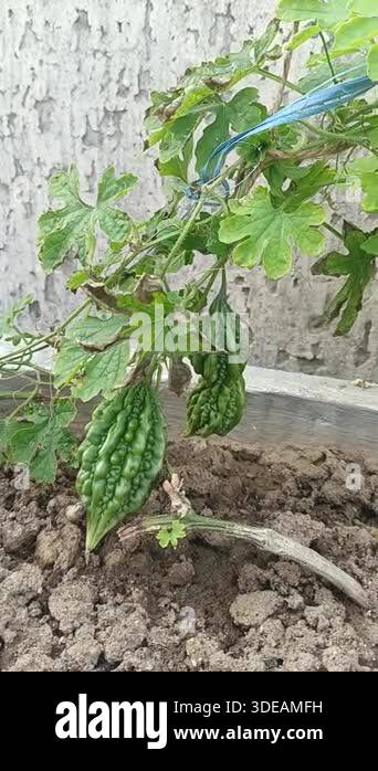 THE BITTER GOURD PLANT LOOKS FRESH AND HEALTHY WITH ITS GREEN LEAVES ...