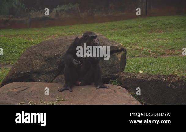 chimpanzee Bonobo monkeys at the zoo. High quality 4k footage Stock ...