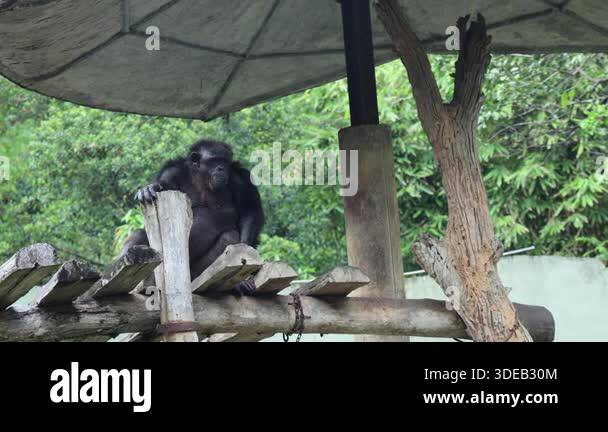 chimpanzee Bonobo monkeys at the zoo. High quality 4k footage Stock ...