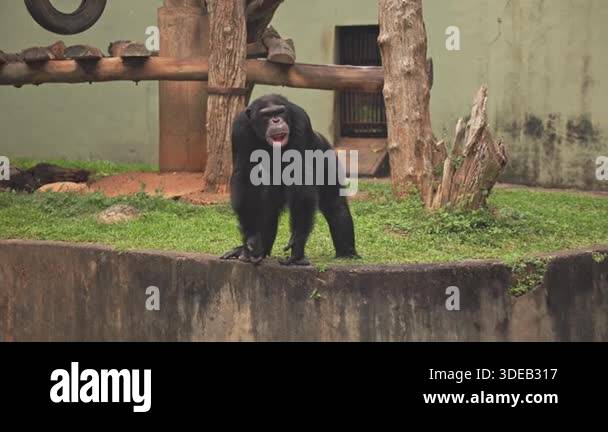 chimpanzee Bonobo monkeys at the zoo. High quality 4k footage Stock ...