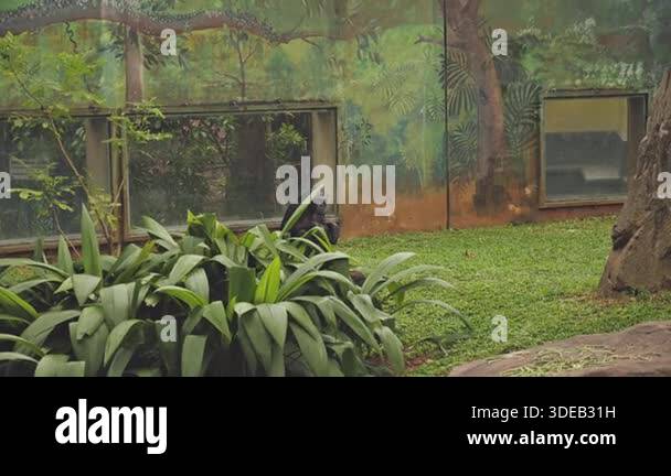 chimpanzee Bonobo monkeys at the zoo. High quality 4k footage Stock ...