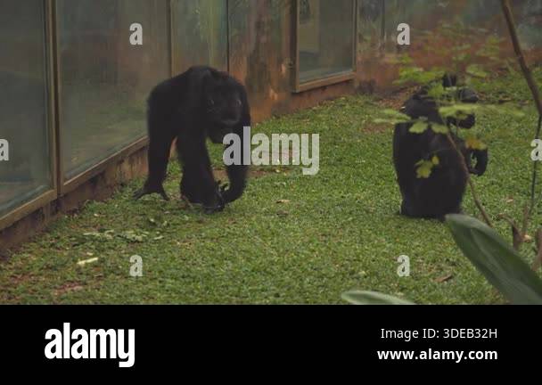 chimpanzee Bonobo monkeys at the zoo. High quality 4k footage Stock ...