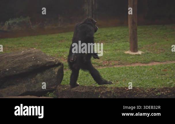 chimpanzee Bonobo monkeys at the zoo. High quality 4k footage Stock ...